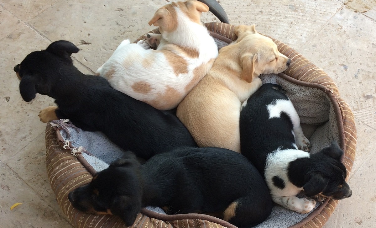 Story of Izzy - Part 1 - Hope 4 La Pawz