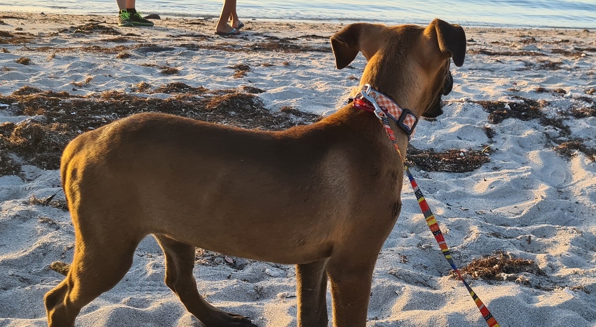 Fiona - Hope 4 La Pawz