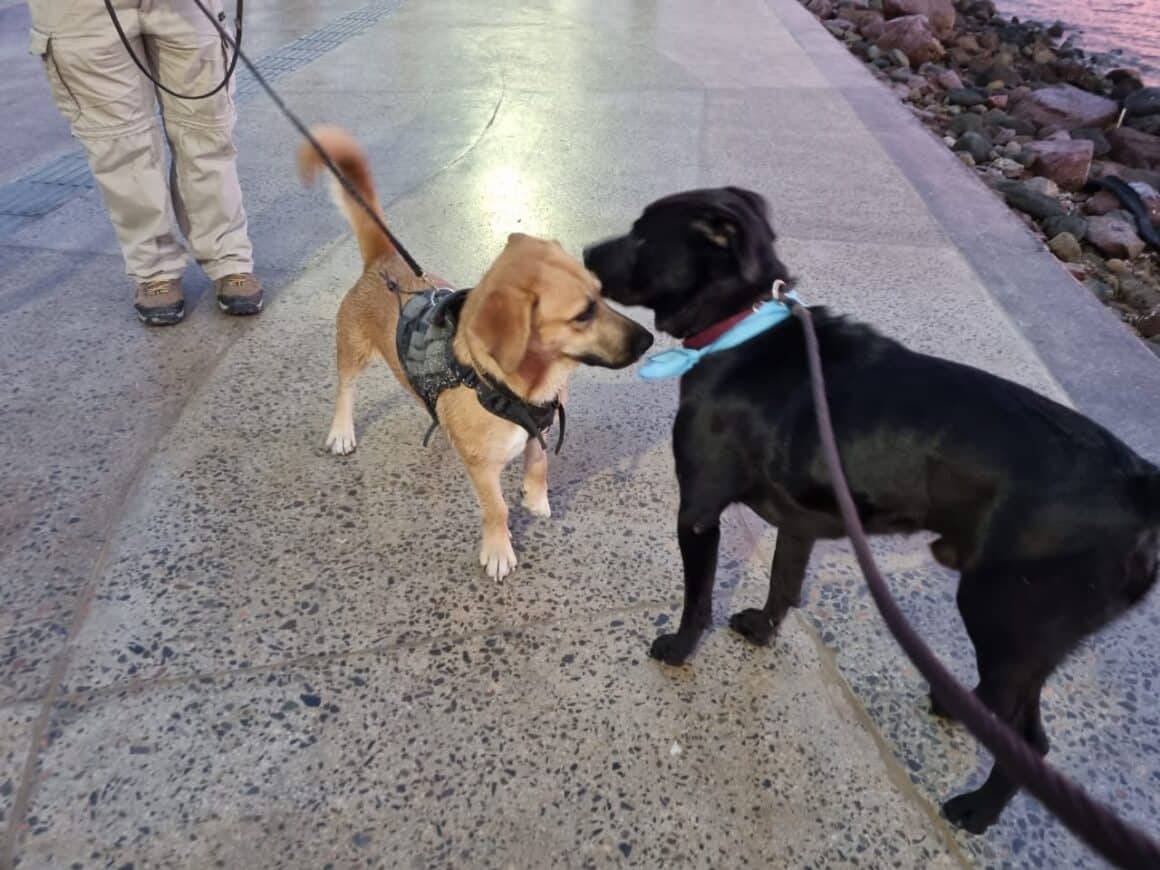 United Hearts and Paws: Building Compassion - Hope 4 La Pawz