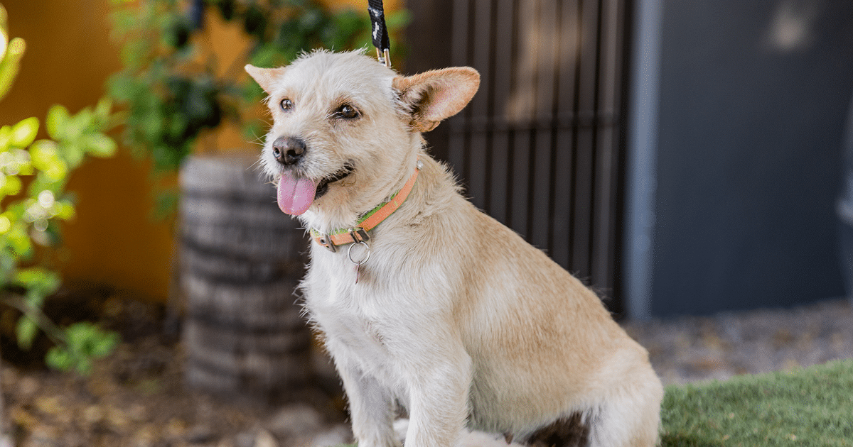 4 Patas System: Our Programs for Rescued Dogs - Hope 4 La Pawz